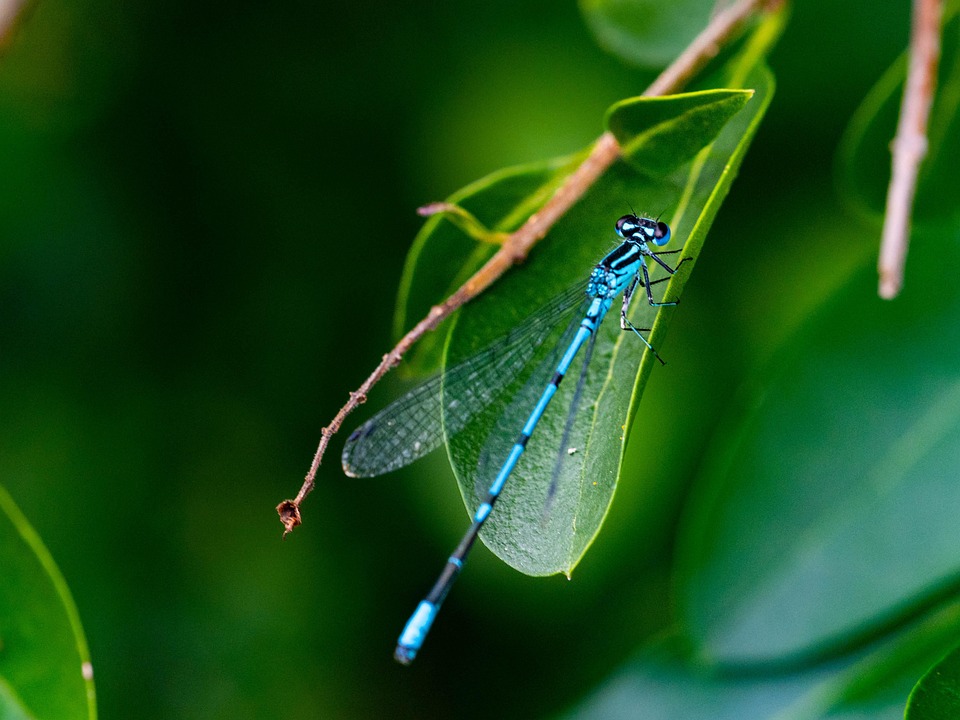 Bluets Eurasia Damselfy Serangga - Foto gratis di Pixabay - Pixabay