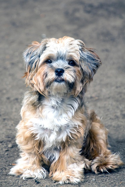 Dog Mammal Animal - Free photo on Pixabay - Pixabay