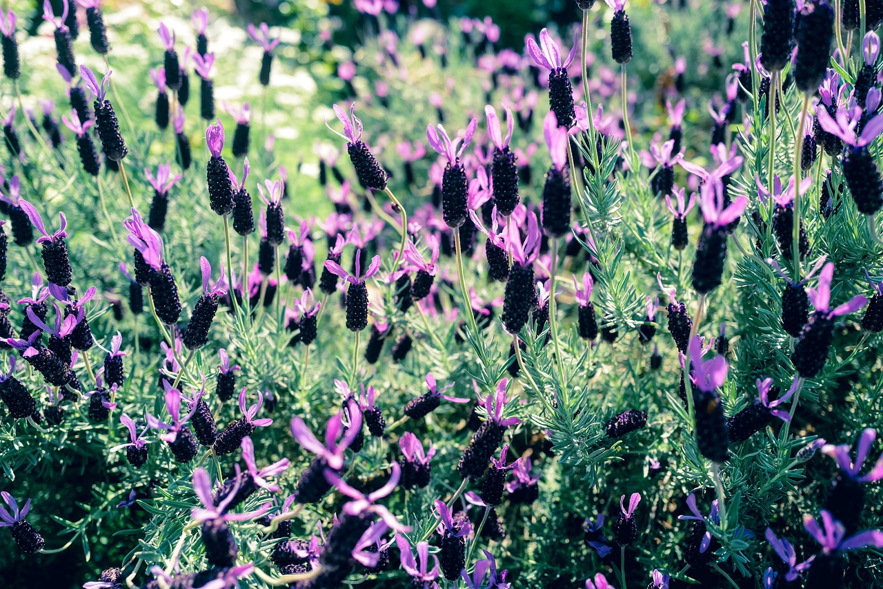 Natural Planta Flores Lavanda - Foto gratuita no Pixabay - Pixabay