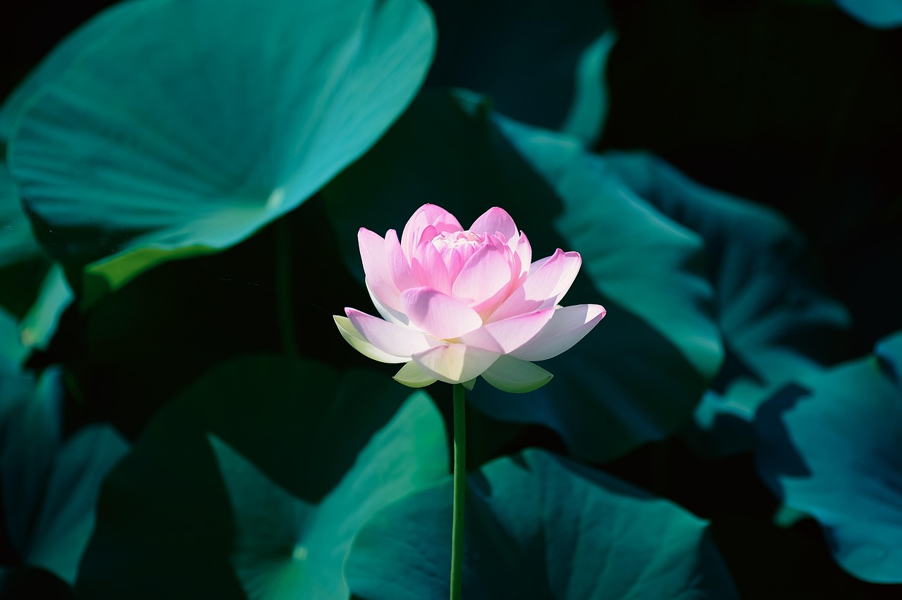 Natural Plantelor Floare - Fotografie gratuită pe Pixabay - Pixabay