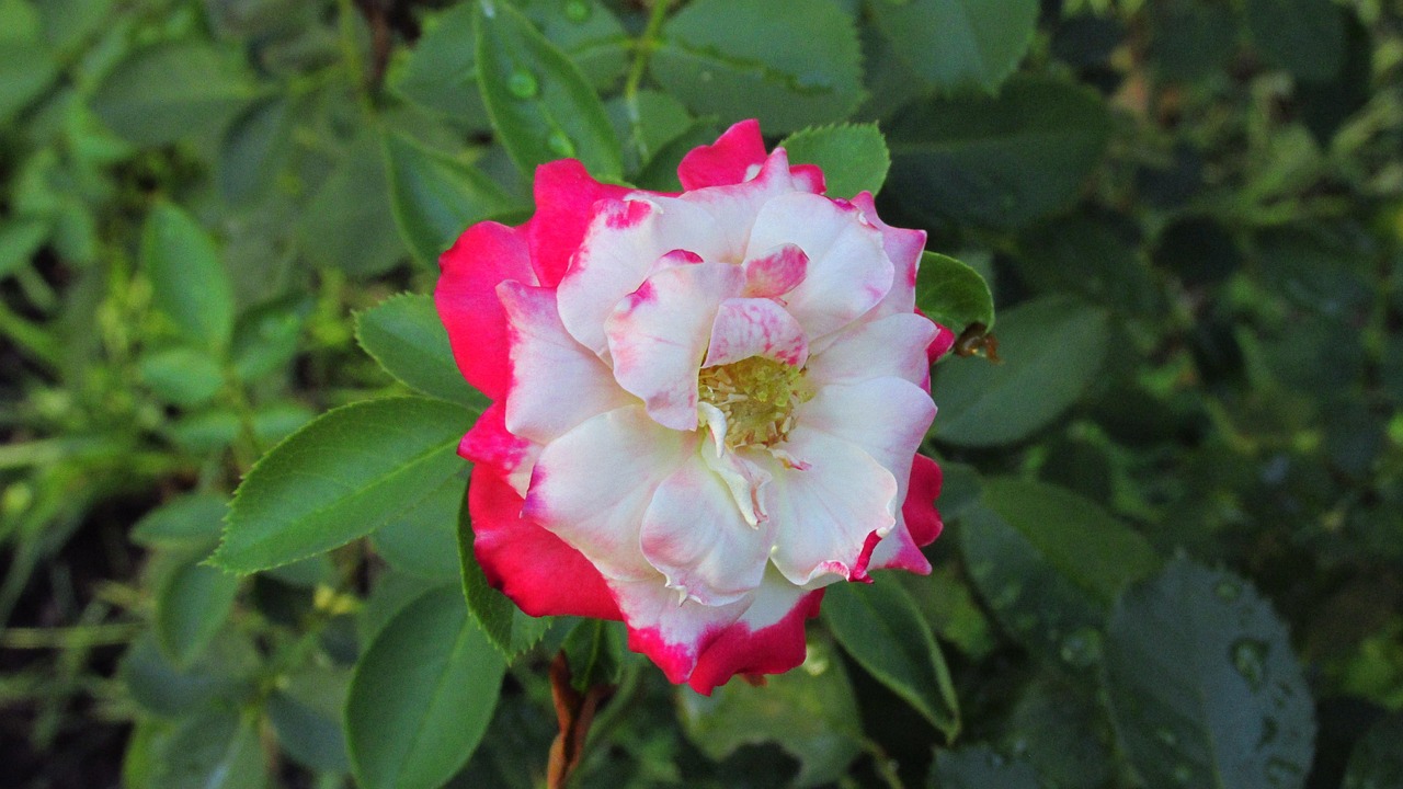 Roses Flora Flower - Free photo on Pixabay - Pixabay