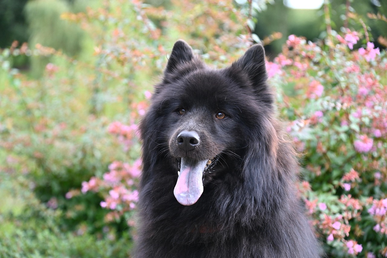 Dog Canine Portrait - Free photo on Pixabay - Pixabay