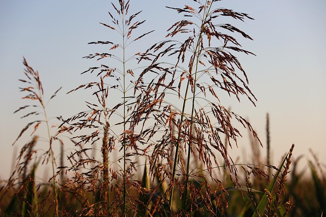 Johnson Grass Plant Meadow - Free photo on Pixabay - Pixabay