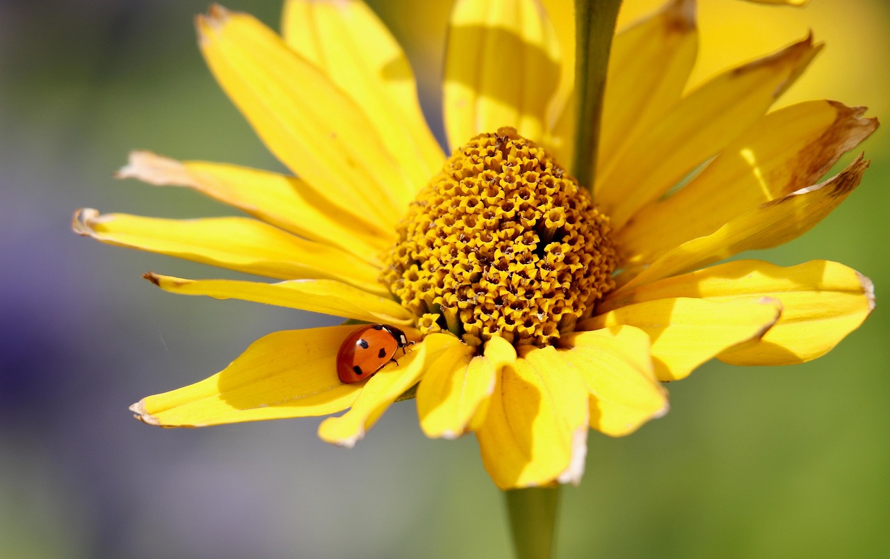Ojo De Sol Mariquita Insecto - Foto gratis en Pixabay