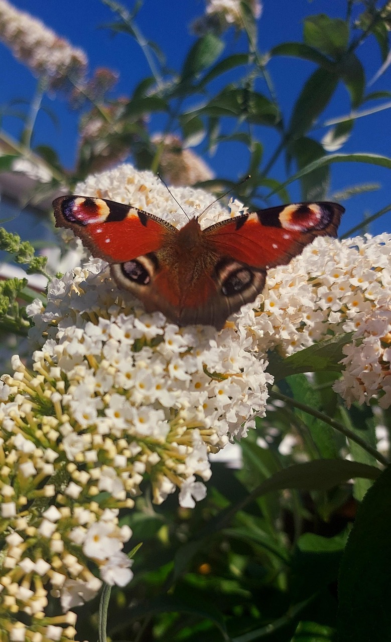 Papillons Papillon Budleigh Paon - Photo gratuite sur Pixabay - Pixabay