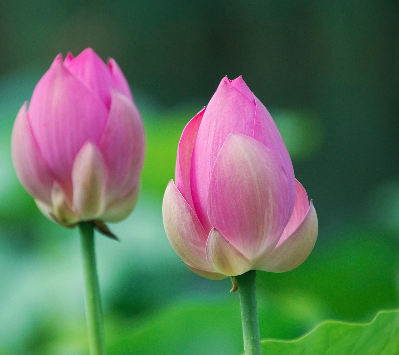 Lotus Flower Plant Pink - Free photo on Pixabay - Pixabay