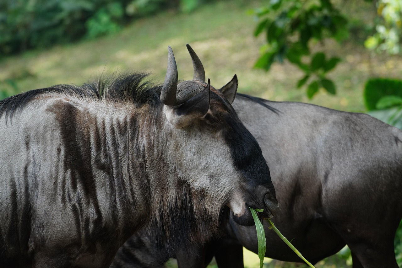 Cuernos De Animales Ideas Sobre Cuernos Y Colmillos / Horns And Tusks