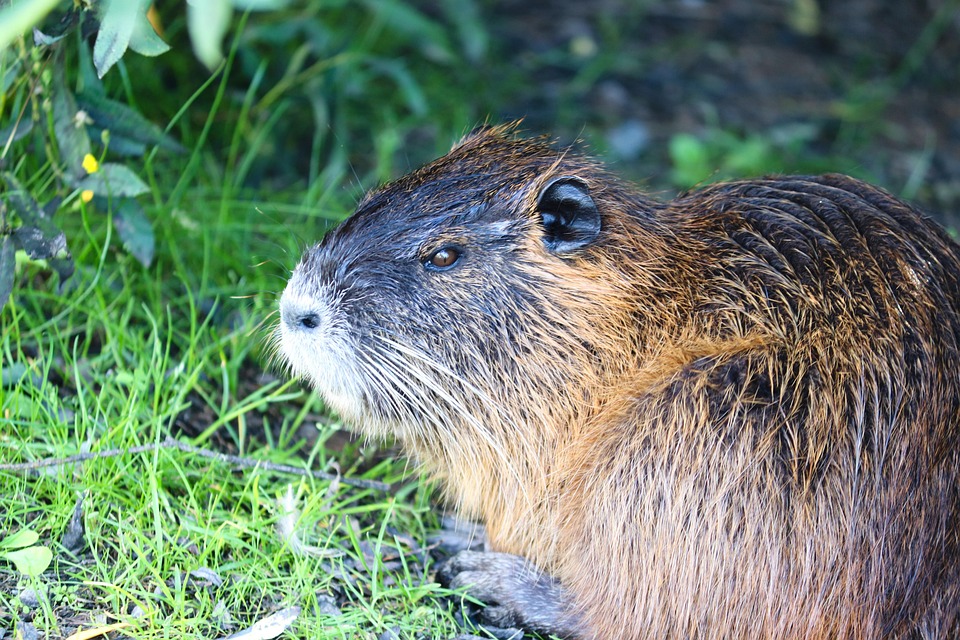 Nutria Kopya Kemirgen Miyokastor - Pixabay'de ücretsiz fotoğraf - Pixabay