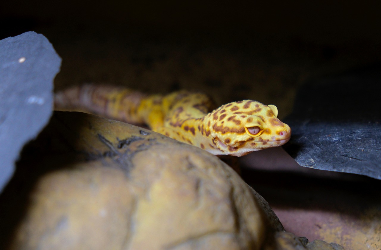 Gecko Lézard Animal - Photo gratuite sur Pixabay - Pixabay