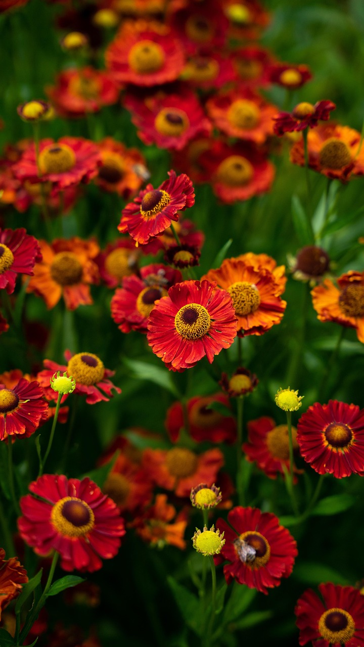 Nature Flower Colorful - Free photo on Pixabay