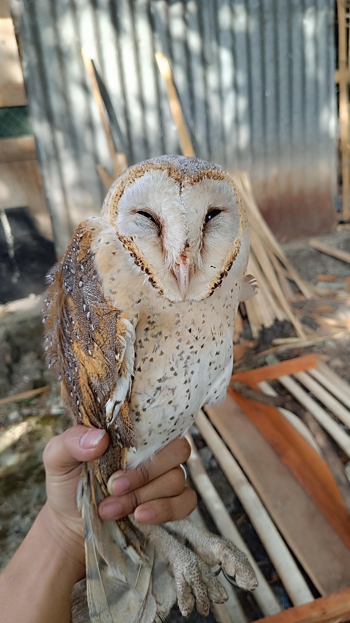Owl Bird Animal - Free photo on Pixabay - Pixabay