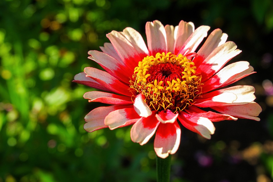 Zinnia Flor Planta - Foto gratis en Pixabay - Pixabay
