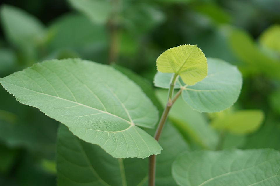Nature Vert Petite Feuille - Photo gratuite sur Pixabay - Pixabay