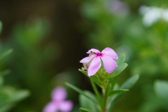Small Flower Nature - Free photo on Pixabay - Pixabay
