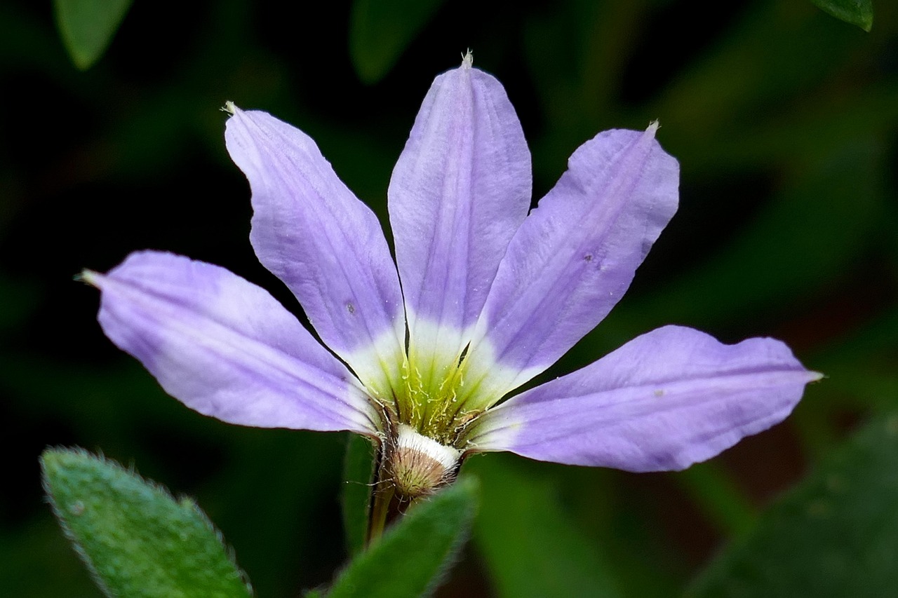 Blue Fan Flower Plant - Free photo on Pixabay - Pixabay