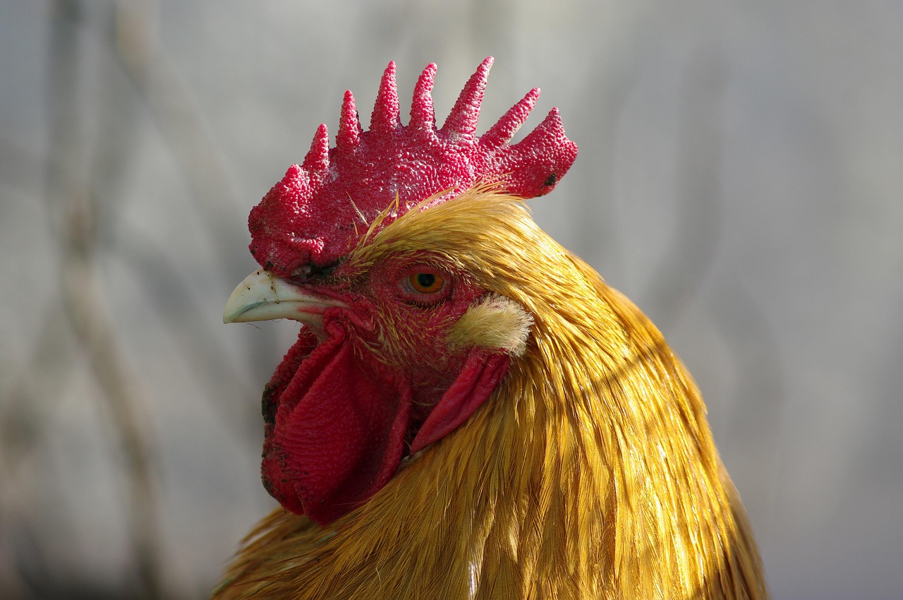 Pájaro Ornitología Gallo - Foto gratis en Pixabay - Pixabay