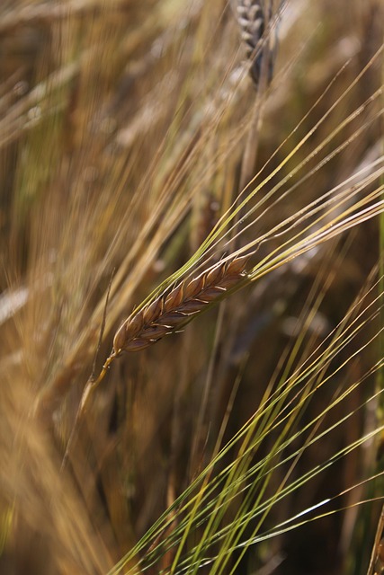 Barley Crop Grain Cereal - Free photo on Pixabay - Pixabay