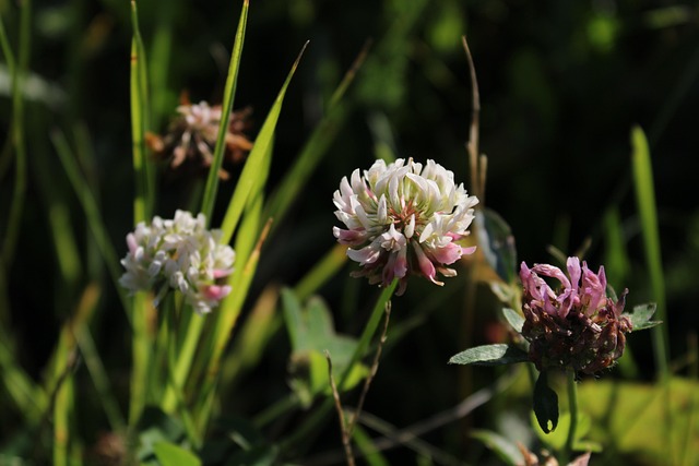 Trèfle Fleur Plantes - Photo gratuite sur Pixabay - Pixabay