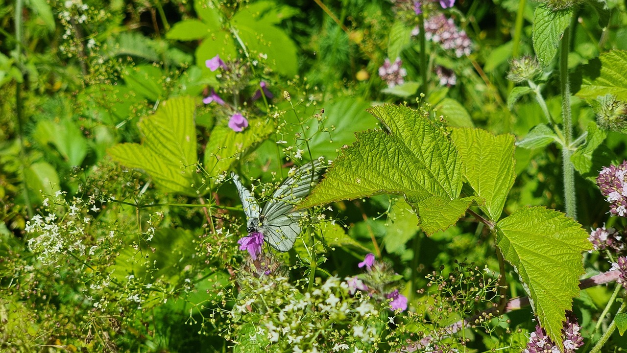 Papillon Nature Grande Vipère - Photo gratuite sur Pixabay - Pixabay
