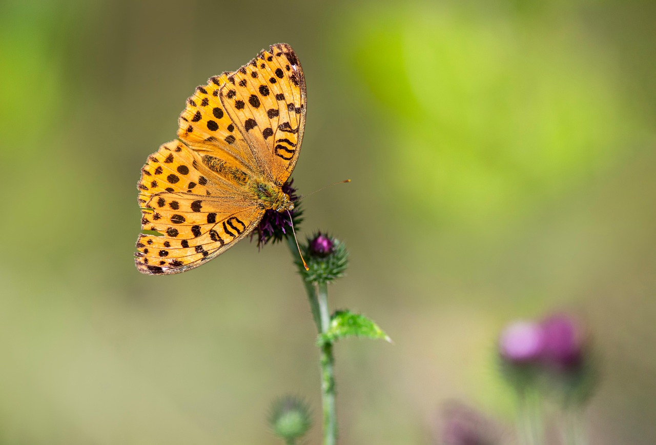 Argynnis Laodice Pallas' - Free photo on Pixabay - Pixabay