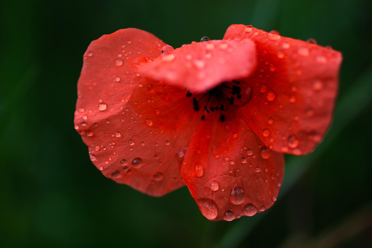Coquelicot Fleur Plantes - Photo gratuite sur Pixabay - Pixabay