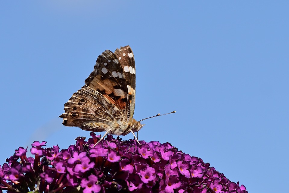 Butterfly Vanessa Cardui Peregrine - Free photo on Pixabay - Pixabay