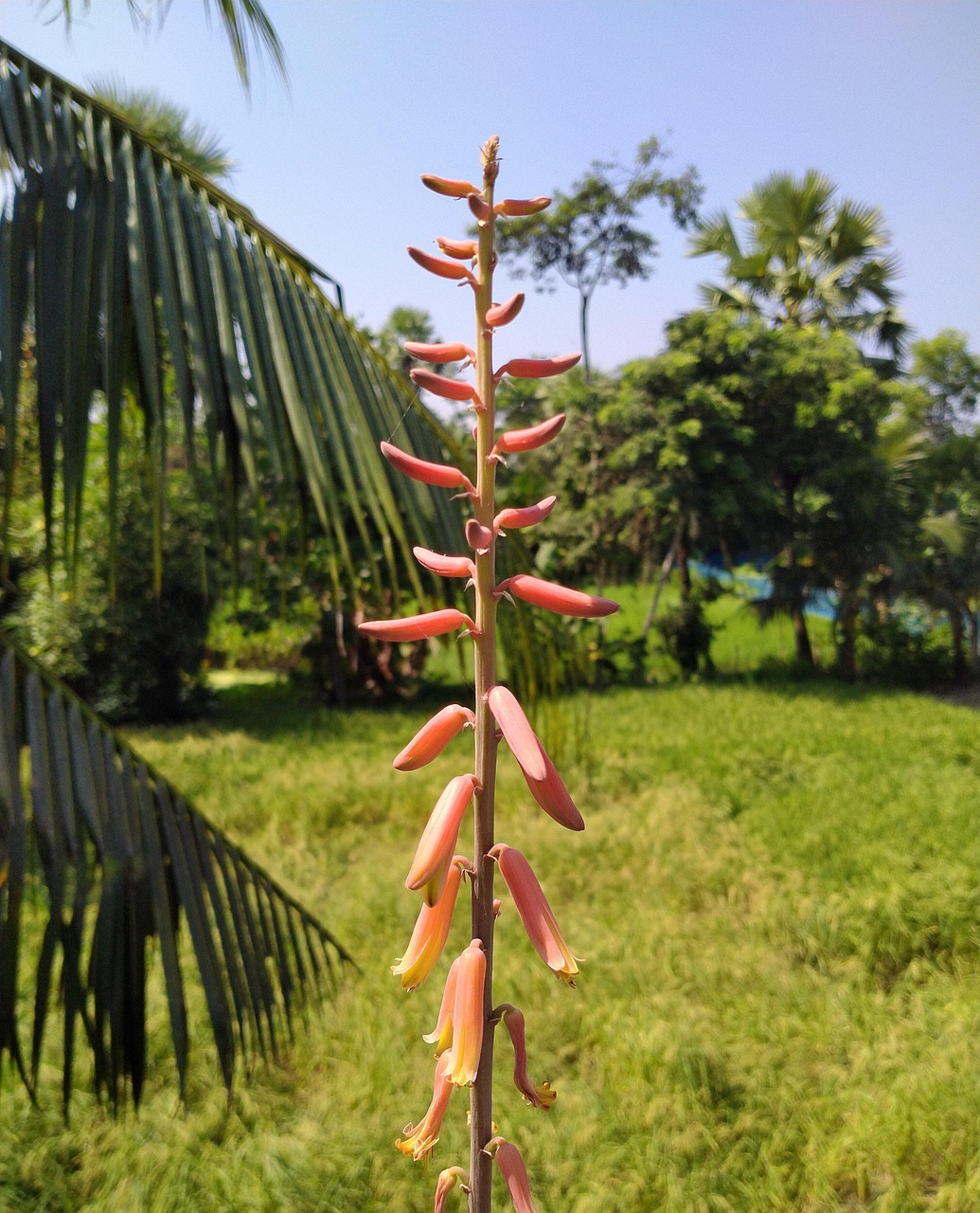 Plant Flower - Free photo on Pixabay - Pixabay