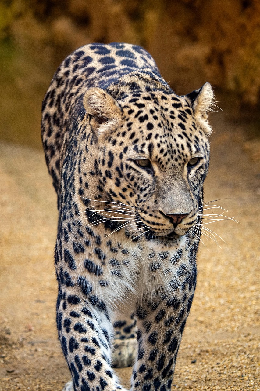 100,000+ Free Cute Leopard & Leopard Images - Pixabay
