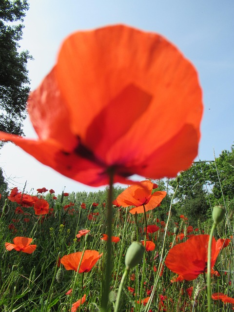 Papoila Flor Flora - Foto gratuita no Pixabay - Pixabay