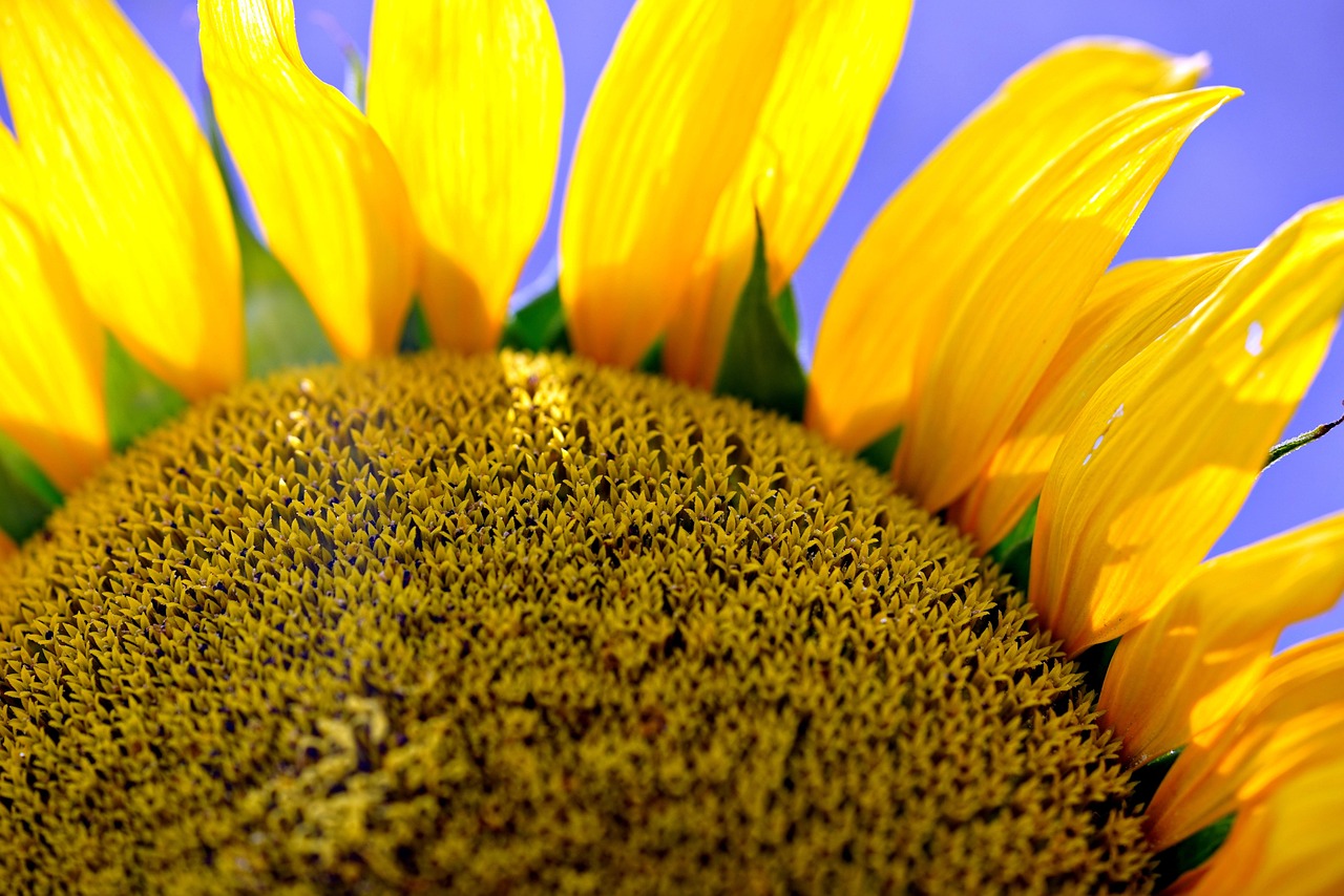 10,000+ Free Sunflower & Nature Photos - Pixabay