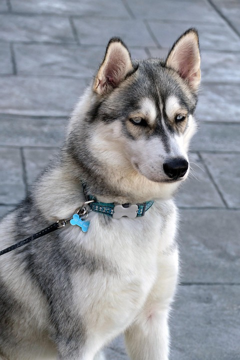 Husky Dog Animal - Free photo on Pixabay - Pixabay