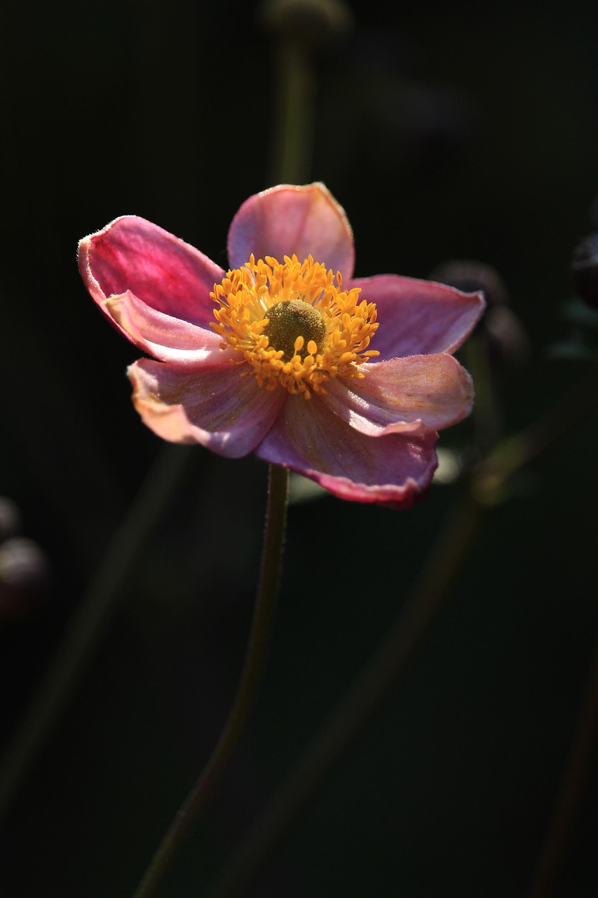 Anemone Autumn Flower - Free photo on Pixabay