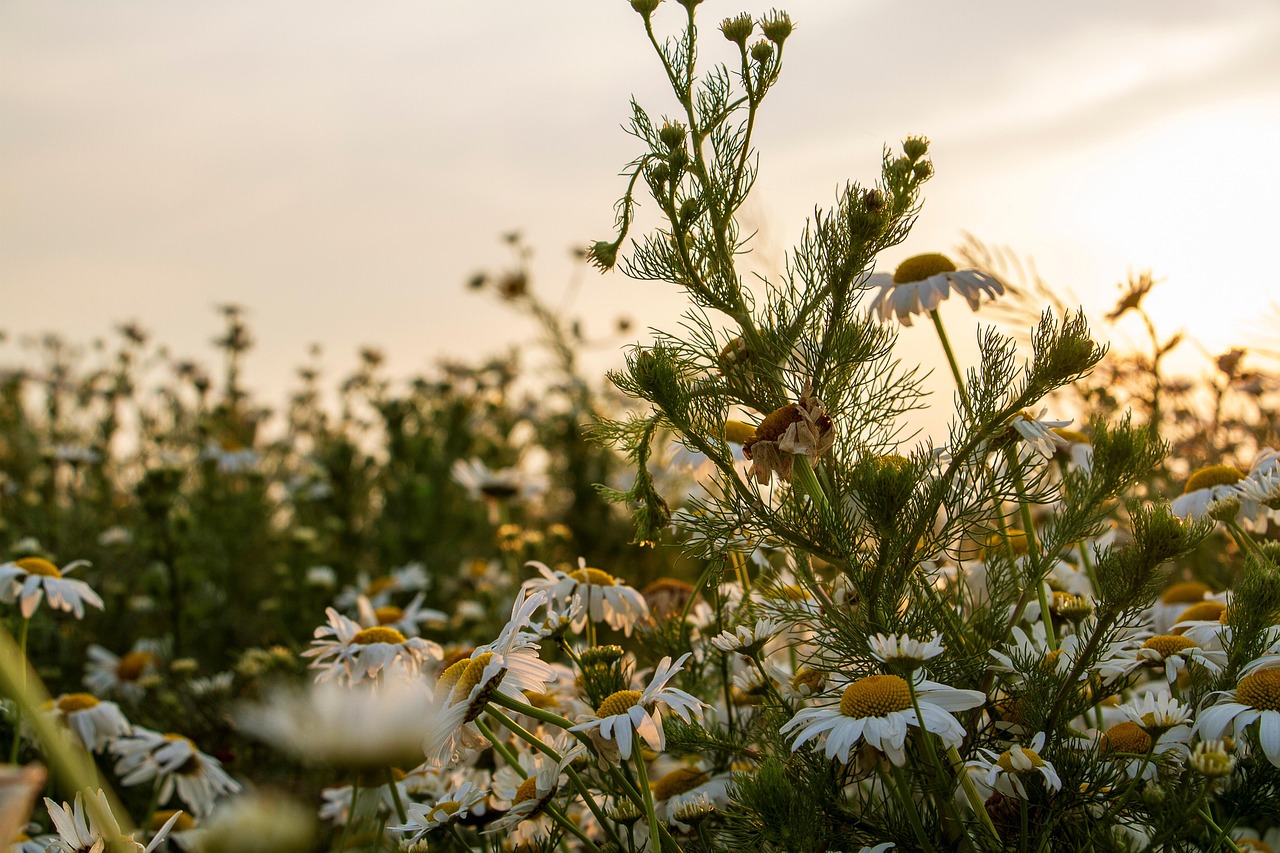 Bidang Padang Rumput Bunga - Foto gratis di Pixabay - Pixabay