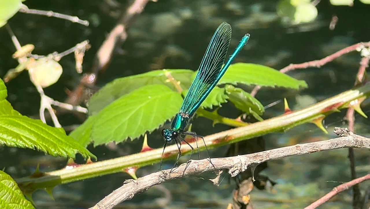 Greendragonflyinnature Dragonfly - Free photo on Pixabay - Pixabay