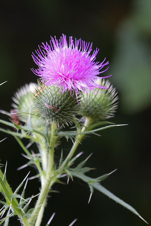 Flower Thistle Sting - Free photo on Pixabay