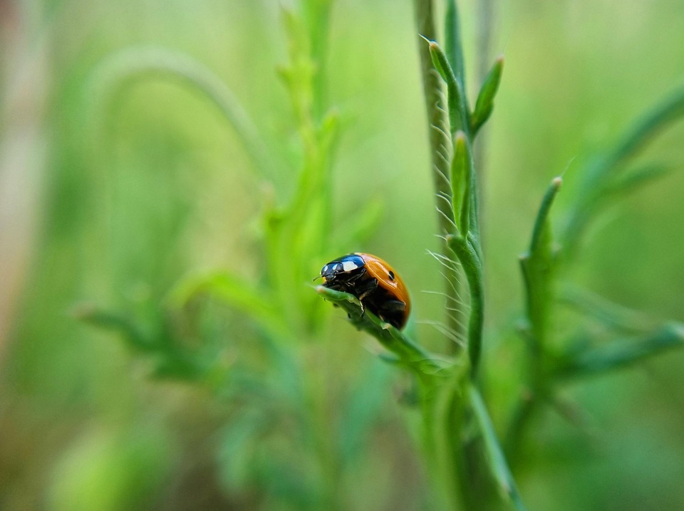 Insecte Coccinelle Entomologie - Photo gratuite sur Pixabay - Pixabay