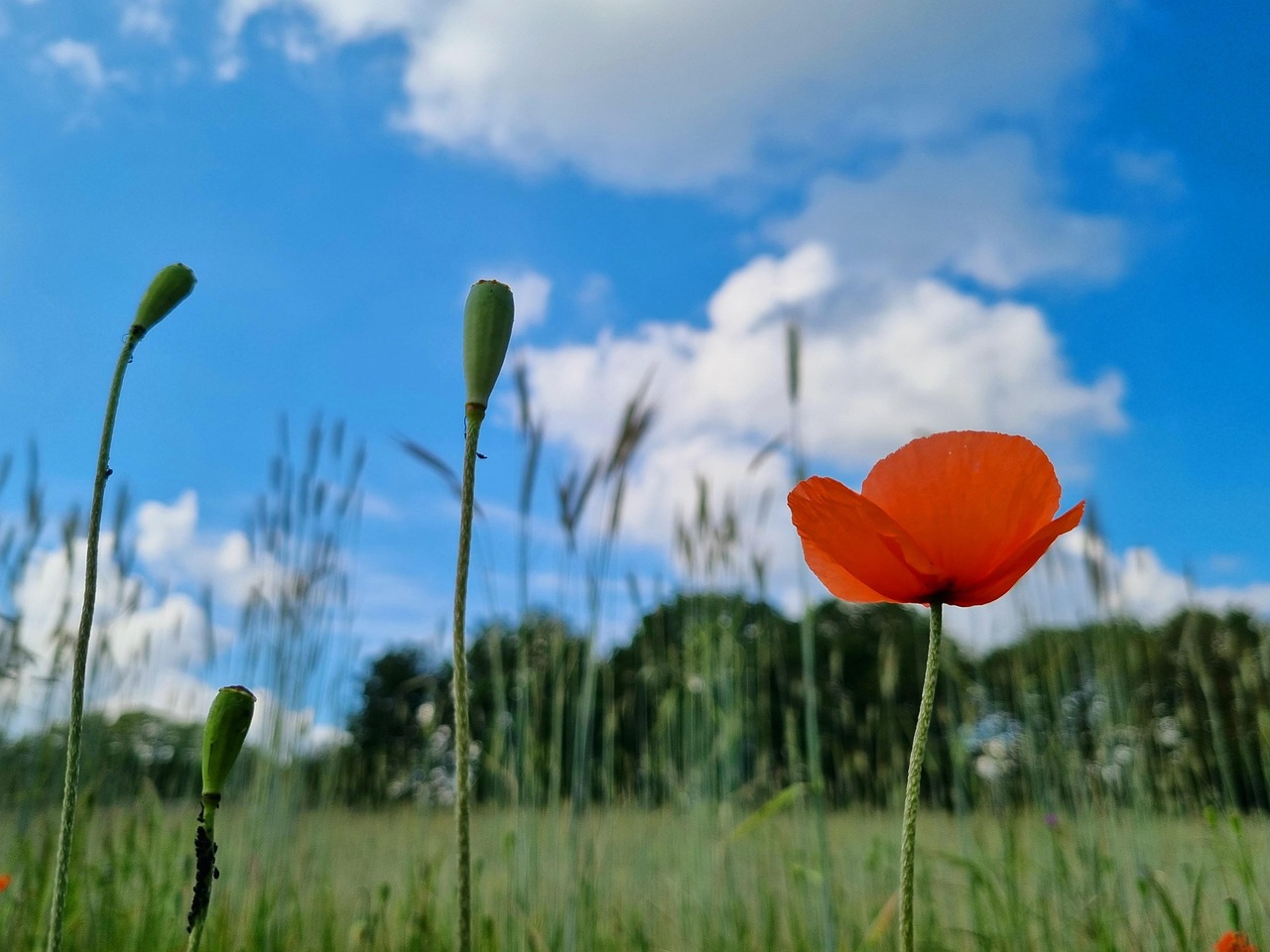 Mohn Mohnblumen Tasten - Kostenloses Foto auf Pixabay - Pixabay
