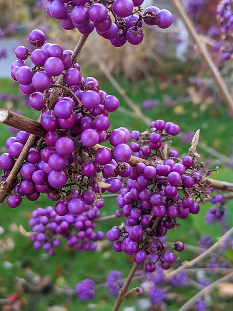 Purple Berries Seeds - Free photo on Pixabay - Pixabay