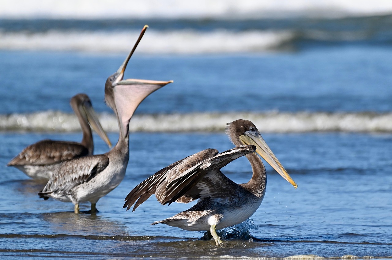 20,000+ Free Brown Pelican & Pelican Images - Pixabay