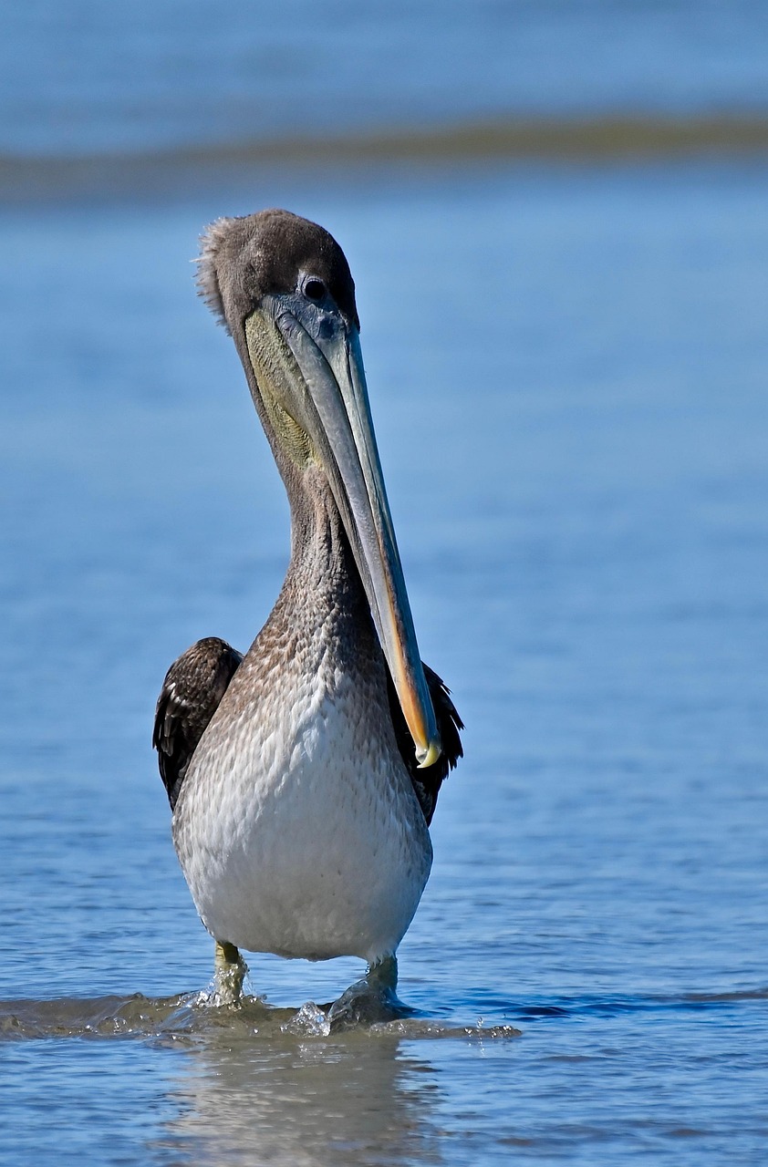 20,000+ Free Brown Pelican & Pelican Images - Pixabay