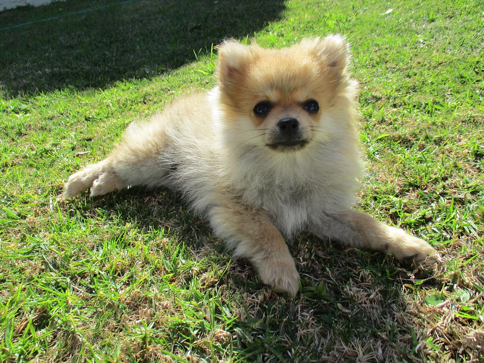 Pomeranian Toy Pom Puppy - Free photo on Pixabay - Pixabay