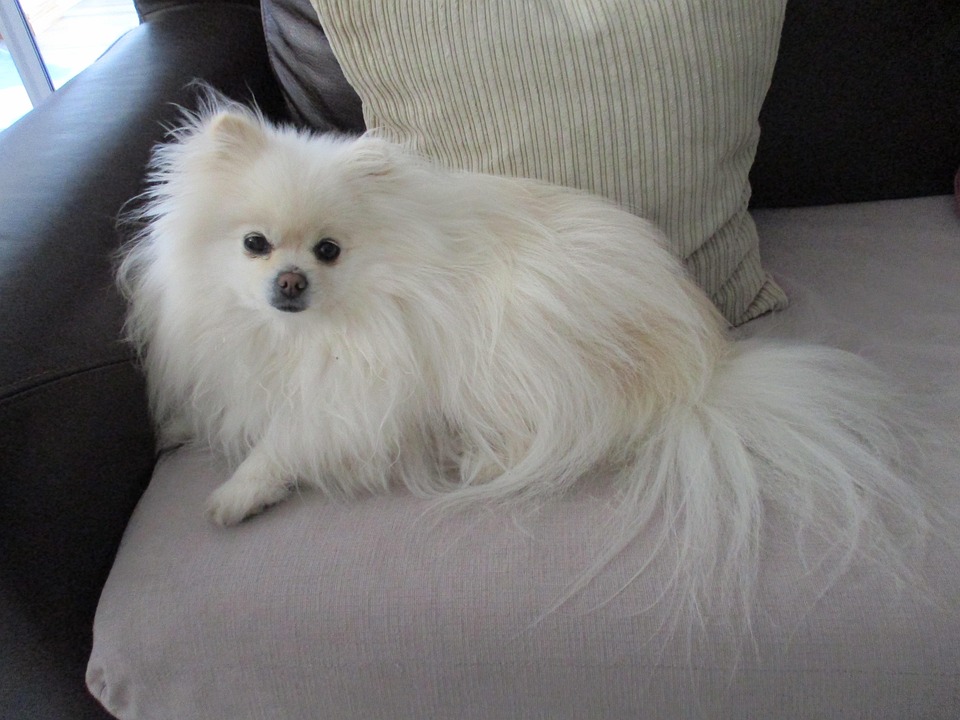 Pomeranian Mainan Pom Putih - Foto gratis di Pixabay - Pixabay