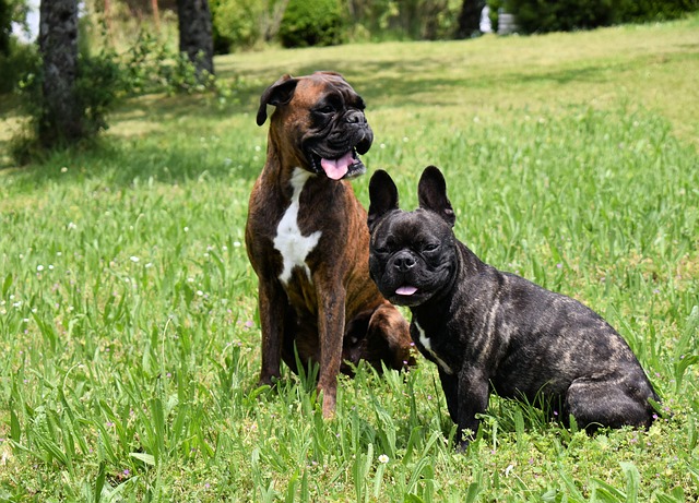 Boxer Bulldog Francés Hierba - Foto gratis en Pixabay - Pixabay