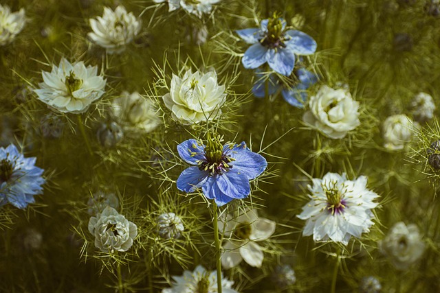 Liebe Im Nebel Blumen Pflanzen - Kostenloses Foto auf Pixabay - Pixabay