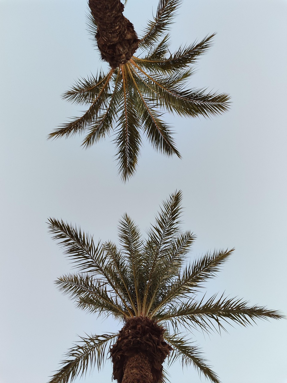 Palms Palm Tree Mediterranean - Free photo on Pixabay - Pixabay