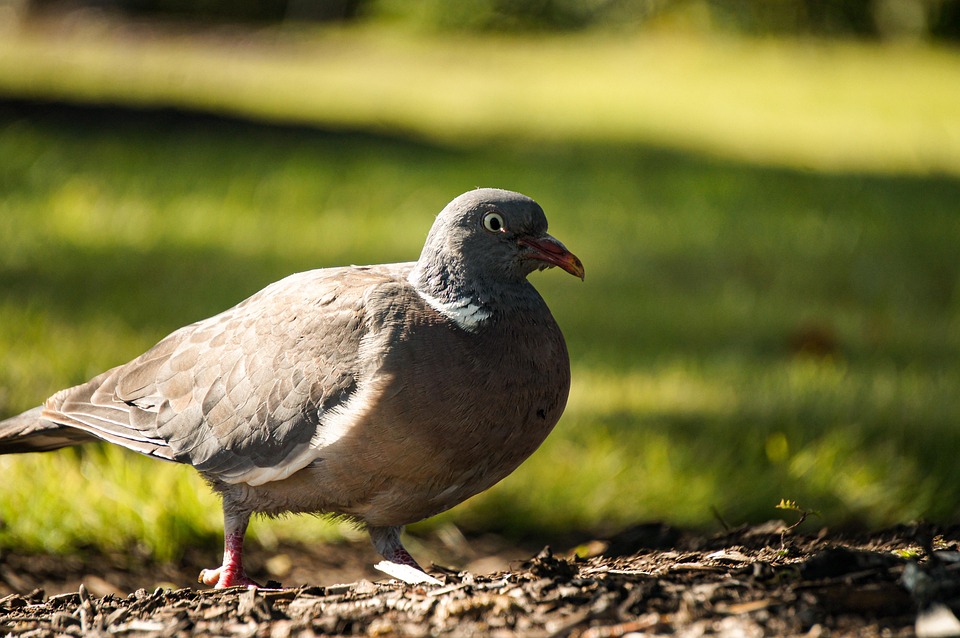 Taube Vogel Holztaube - Kostenloses Foto auf Pixabay - Pixabay