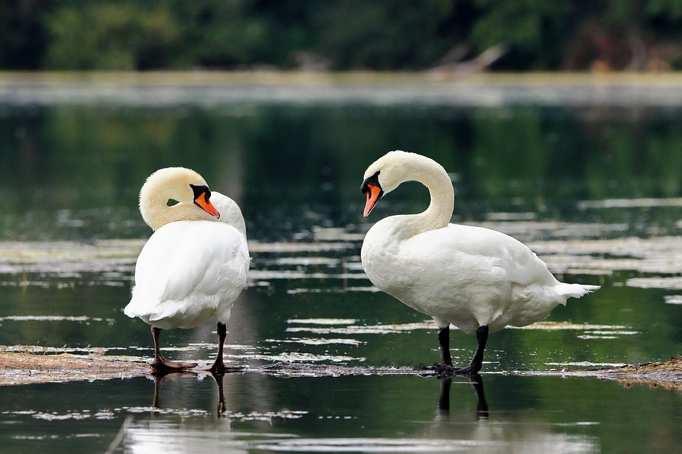 Swan Birds Animals White - Free photo on Pixabay - Pixabay