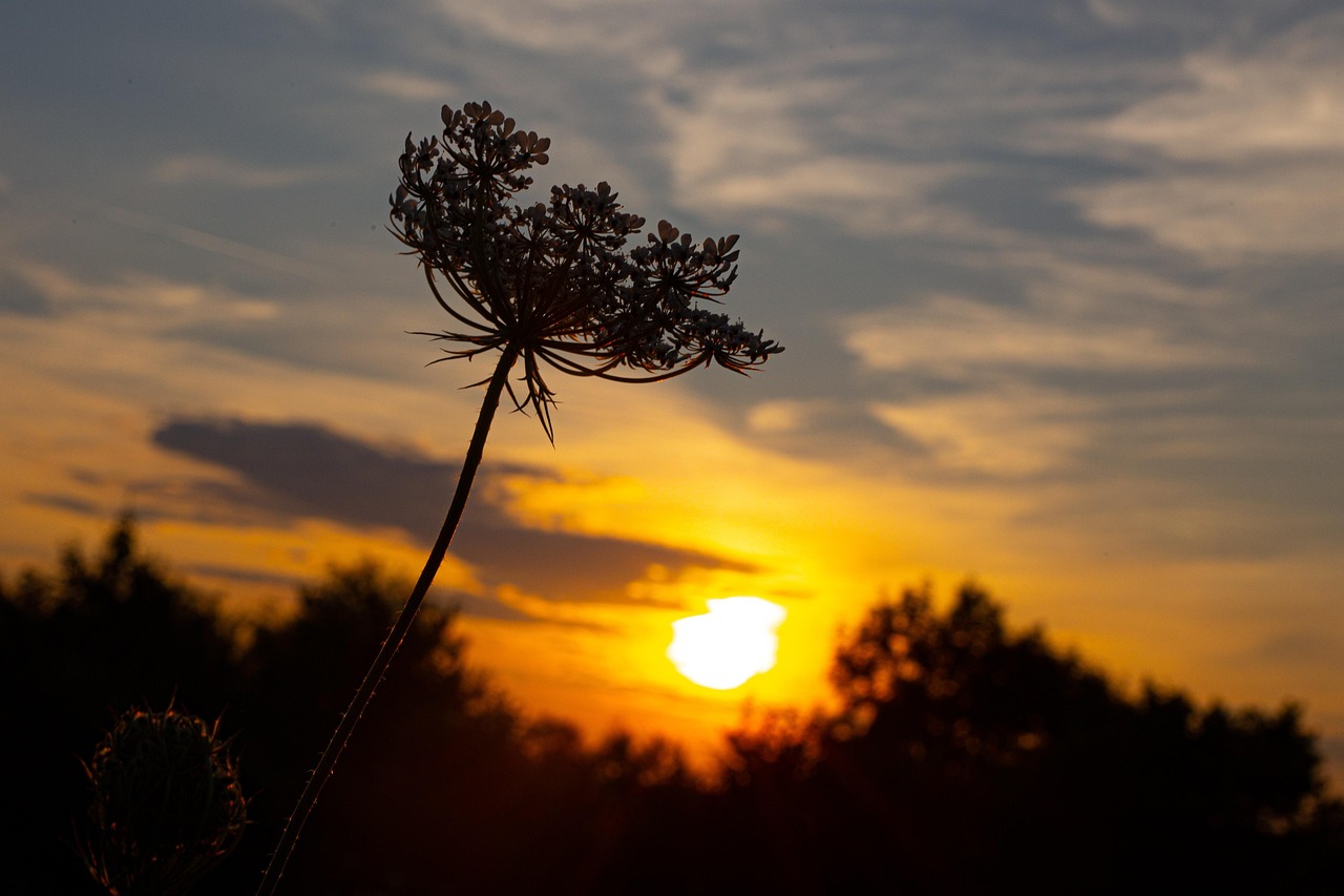 Musim Panas Sunset Alam - Foto gratis di Pixabay