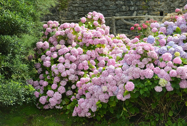 Flowers Hydrangea Nature - Free photo on Pixabay - Pixabay