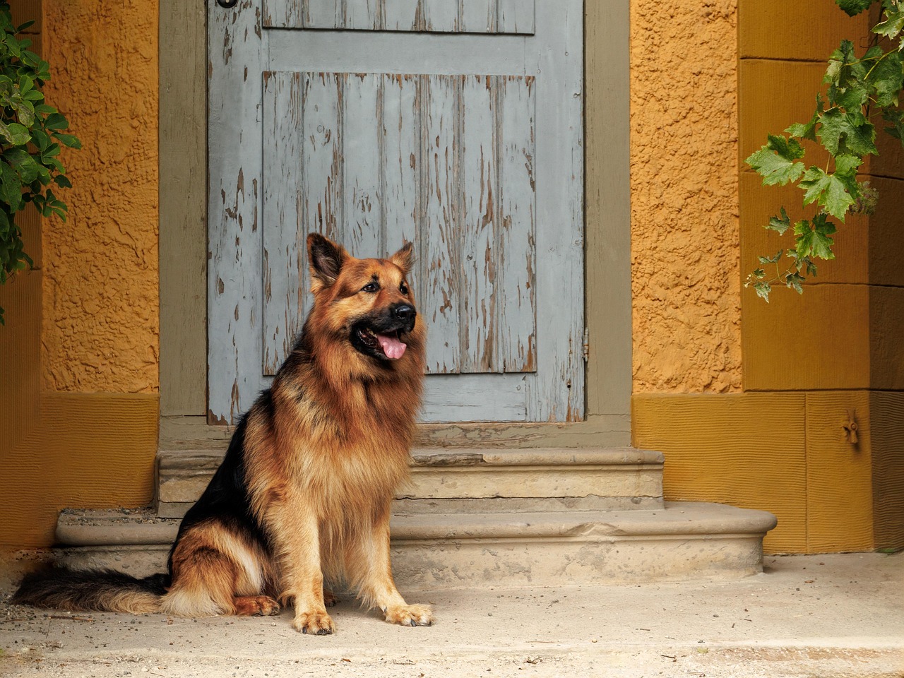 German Shepherd Dog Forest - Free photo on Pixabay - Pixabay